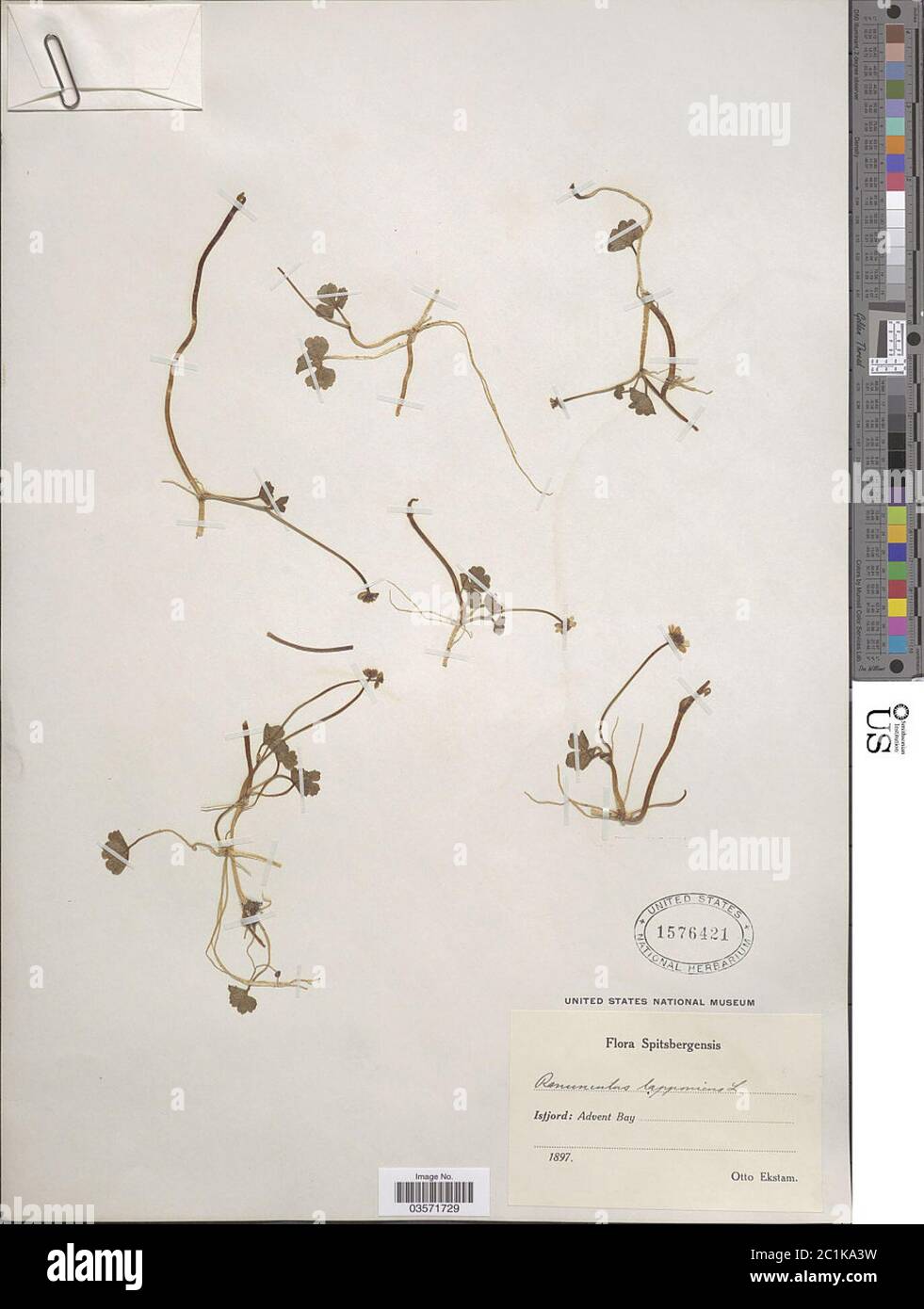 Ranunculus lapponicus L Ranunculus lapponicus L Stock Photo - Alamy