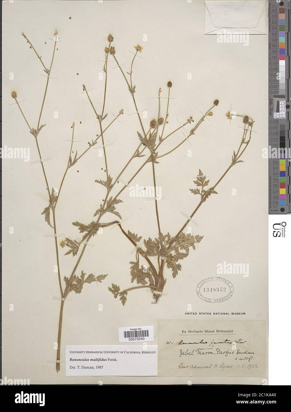 Ranunculus multifidus Ranunculus multifidus Stock Photo - Alamy