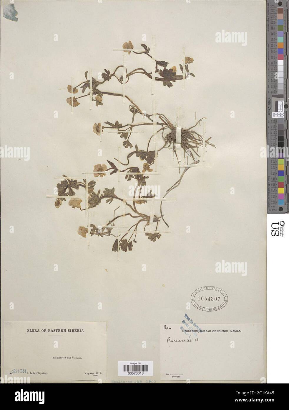 Ranunculus sp Ranunculus sp Stock Photo - Alamy