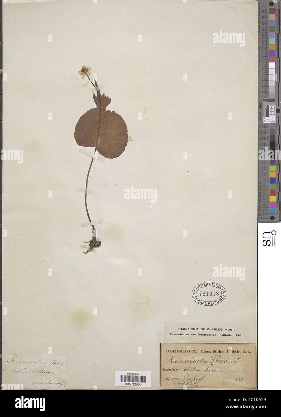 Ranunculus thora L Ranunculus thora L Stock Photo - Alamy