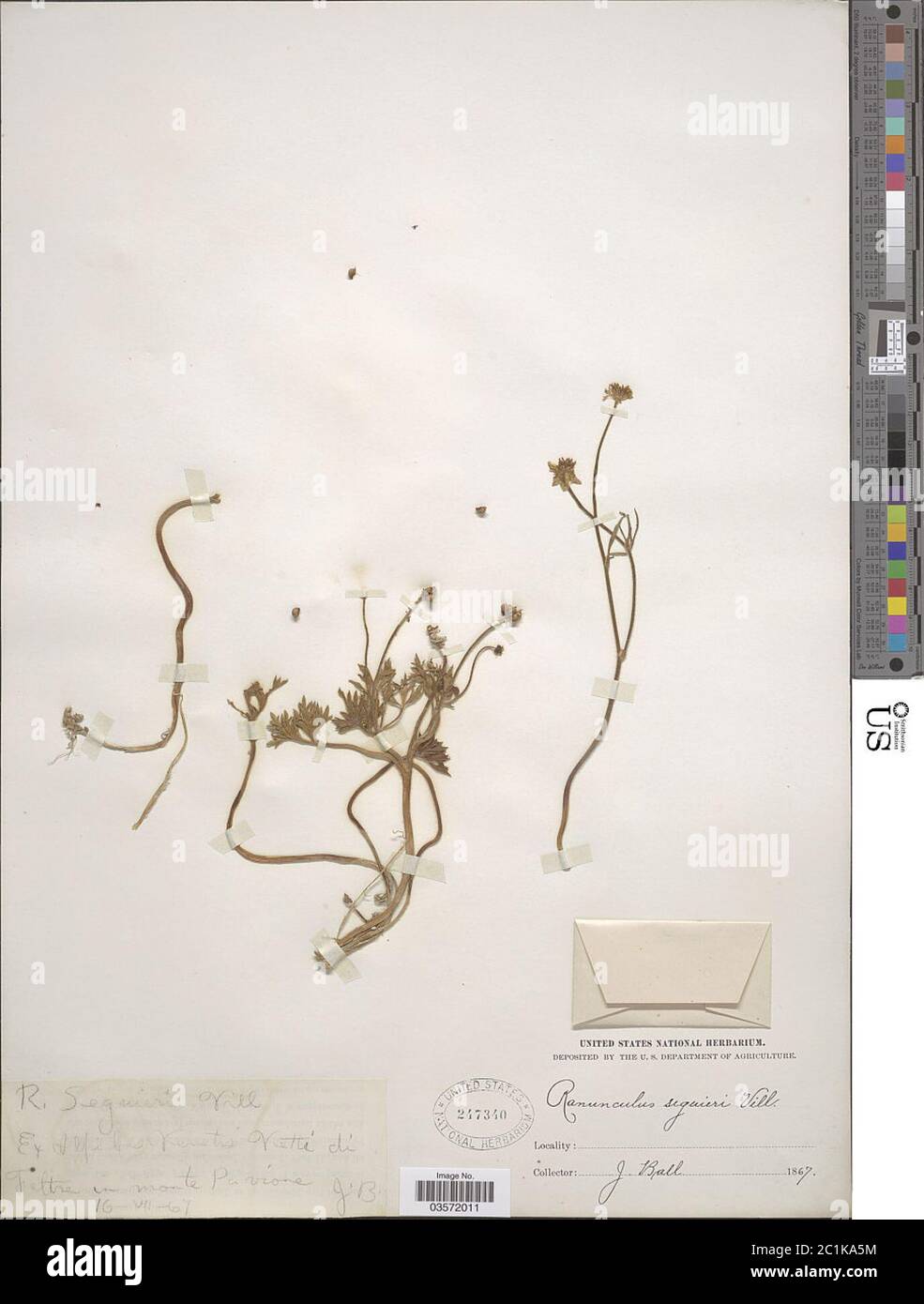 Ranunculus seguieri hi-res stock photography and images - Alamy