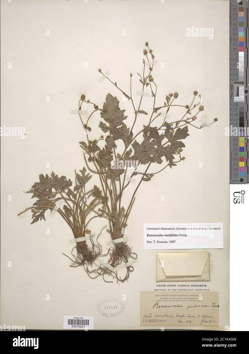 Ranunculus multifidus Ranunculus multifidus Stock Photo - Alamy