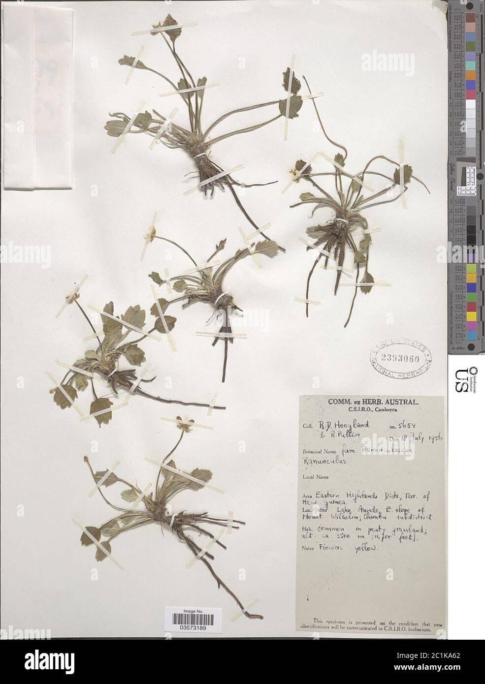 Ranunculus sp Ranunculus sp Stock Photo - Alamy