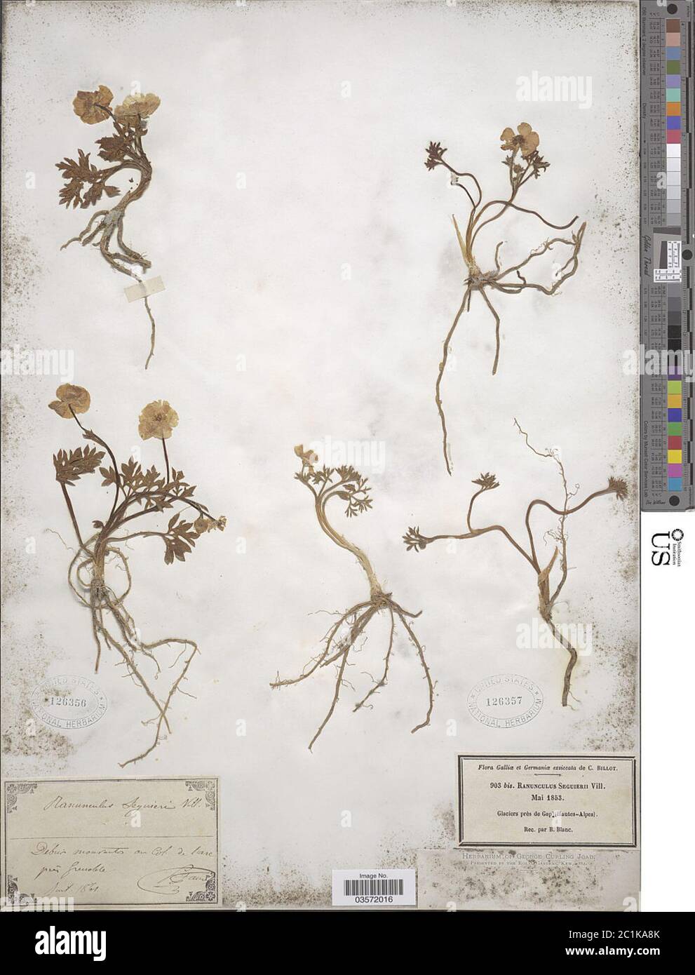 Ranunculus seguieri hi-res stock photography and images - Alamy