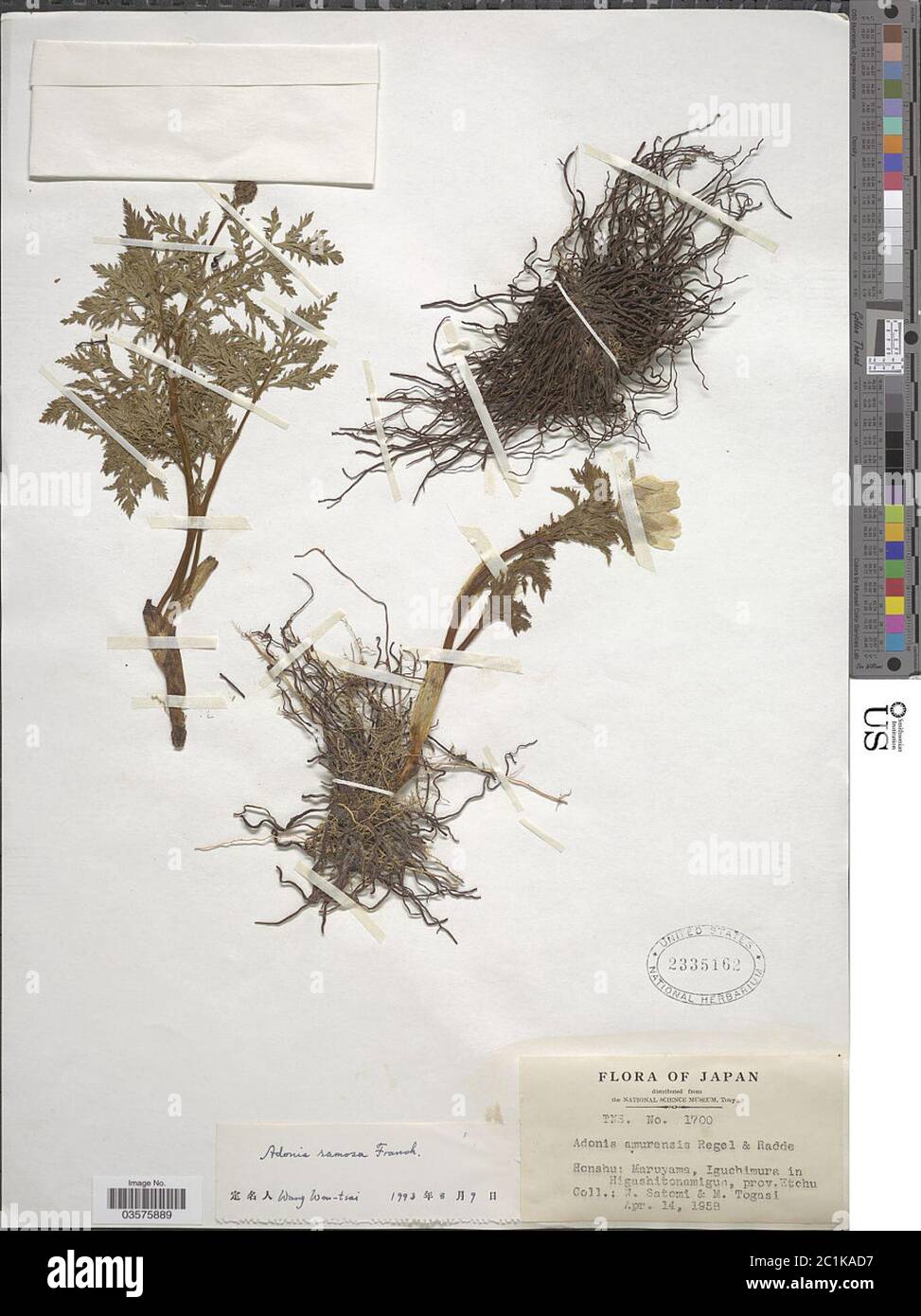 Adonis ramosa hi-res stock photography and images - Alamy