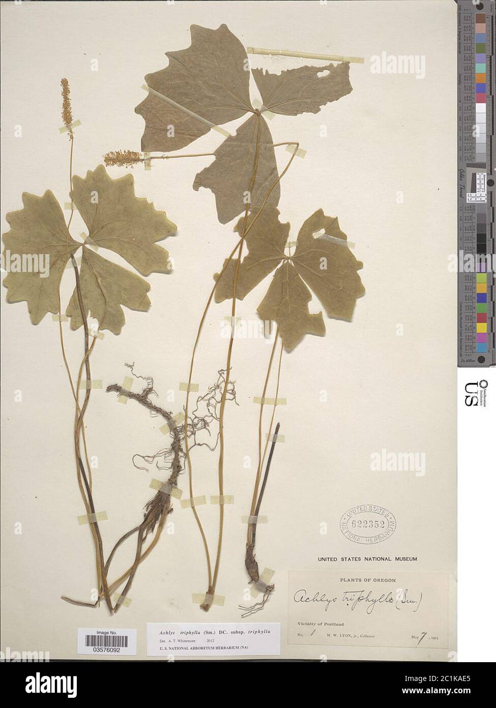 Achlys hi-res stock photography and images - Alamy