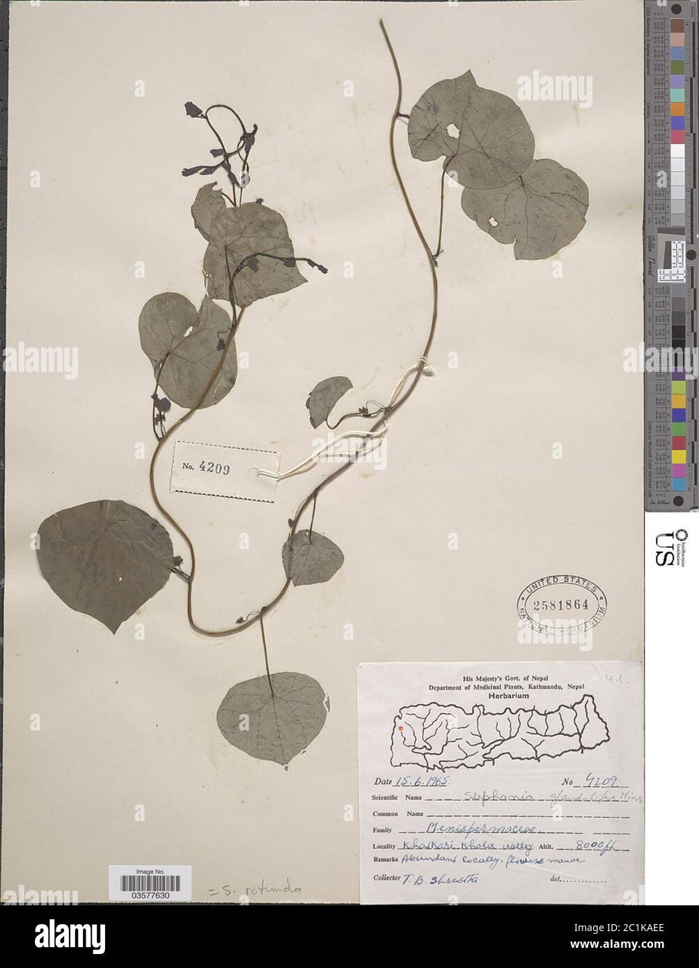 Stephania rotunda hi-res stock photography and images - Alamy