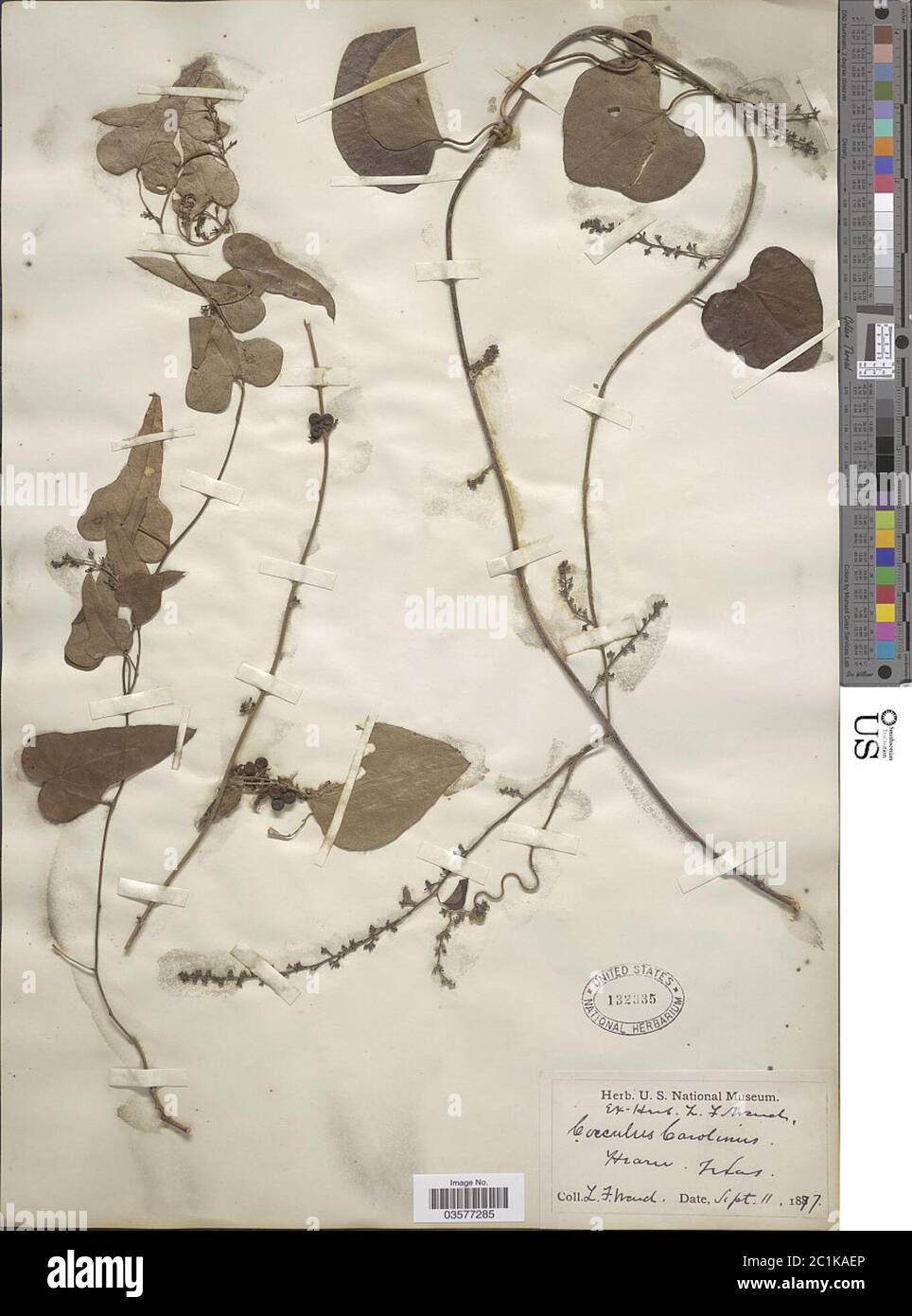 Cocculus carolinus L DC Cocculus carolinus L DC Stock Photo - Alamy