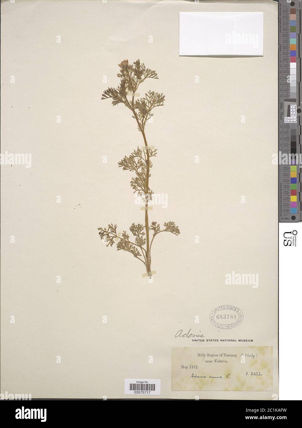 Flowering pheasants eye adonis hi-res stock photography and images - Alamy