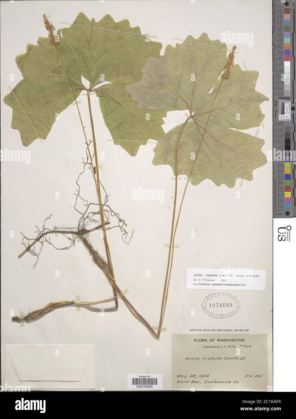 Achlys hi-res stock photography and images - Alamy