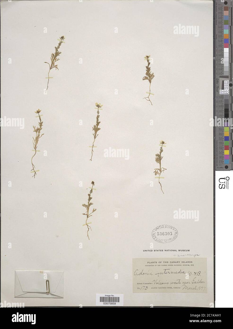 Adonis microcarpa DC Adonis microcarpa DC Stock Photo - Alamy