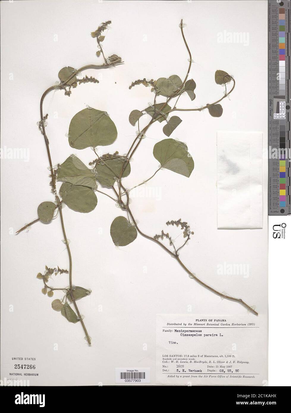 Plant species cissampelos pareira hi-res stock photography and images ...