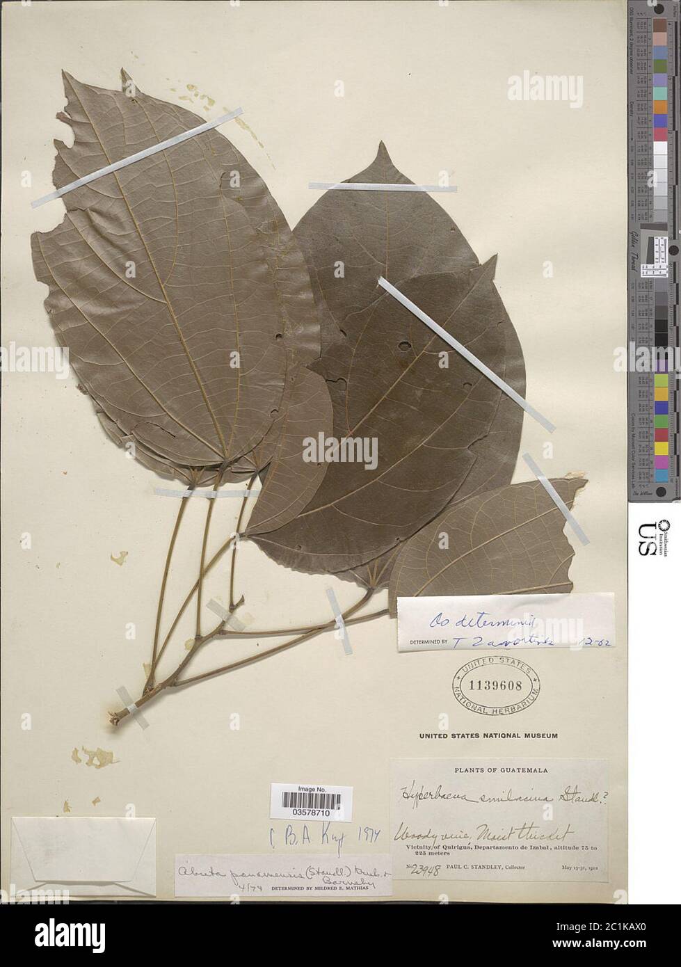 Abuta panamensis Standl Krukoff Barneby Abuta panamensis Standl Krukoff ...