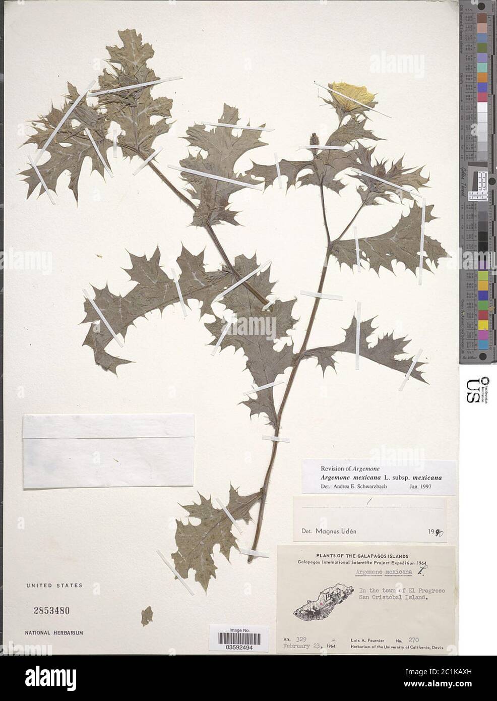 Argemone mexicana L Argemone mexicana L Stock Photo - Alamy