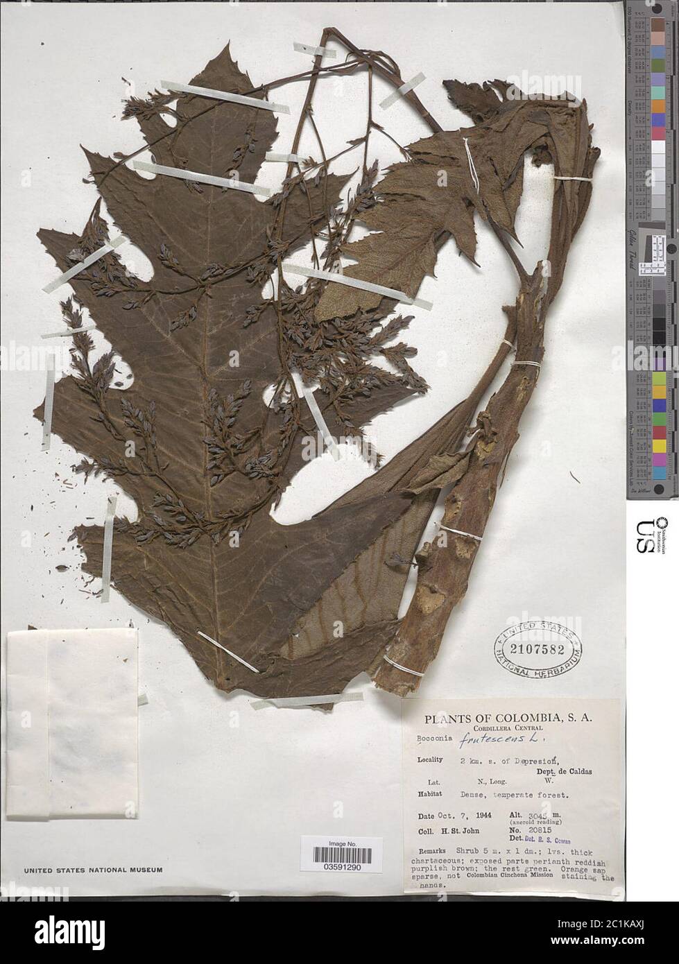 Bocconia frutescens L Bocconia frutescens L Stock Photo - Alamy