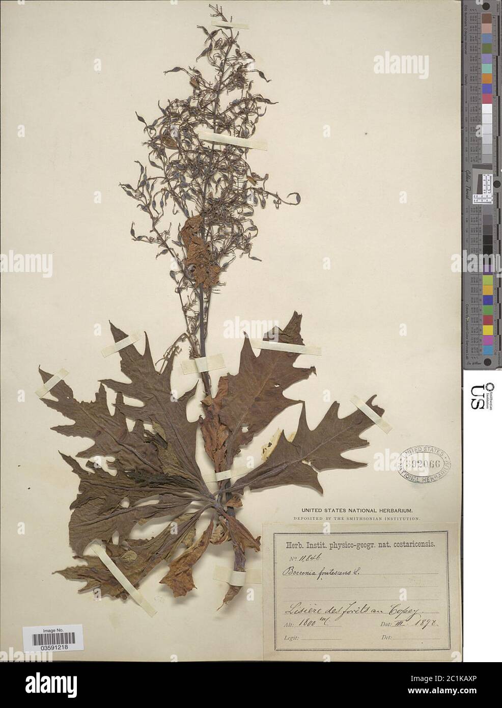 Bocconia frutescens L Bocconia frutescens L Stock Photo - Alamy