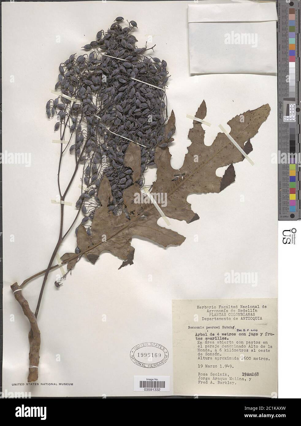 Bocconia frutescens L Bocconia frutescens L Stock Photo - Alamy