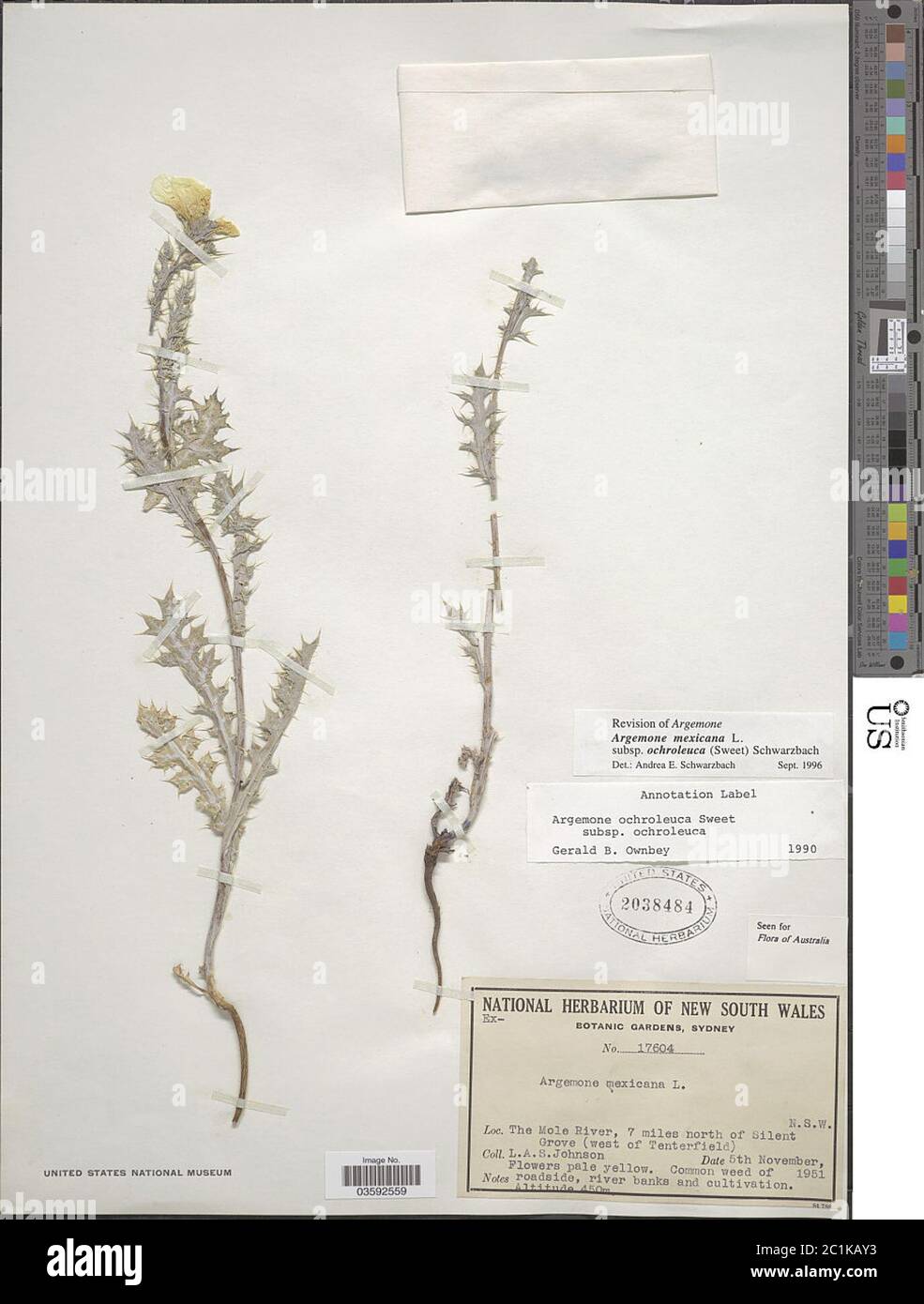 Argemone mexicana L Argemone mexicana L Stock Photo - Alamy
