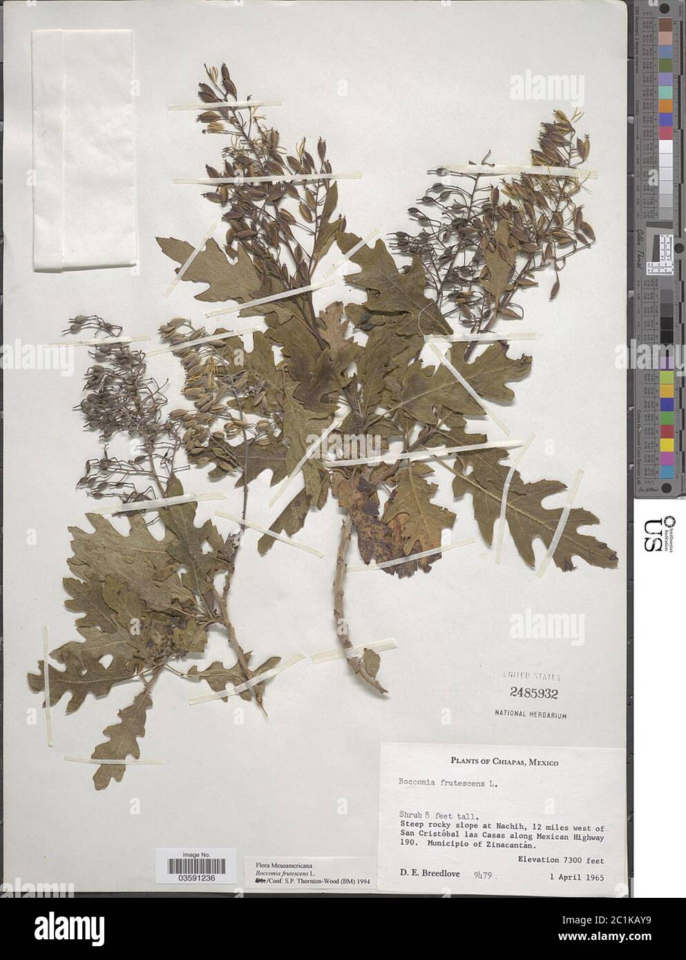 Bocconia frutescens L Bocconia frutescens L Stock Photo - Alamy