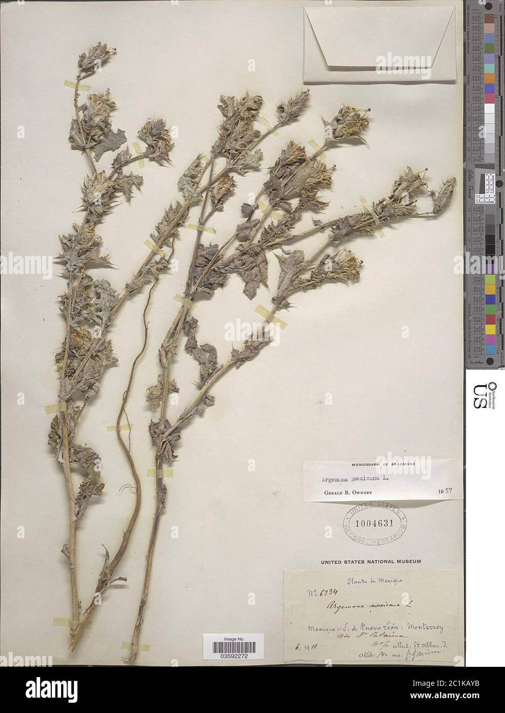 Argemone mexicana L Argemone mexicana L Stock Photo - Alamy