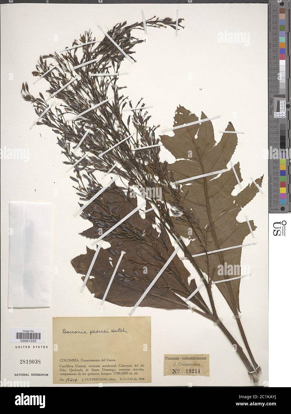 Bocconia frutescens L Bocconia frutescens L Stock Photo - Alamy