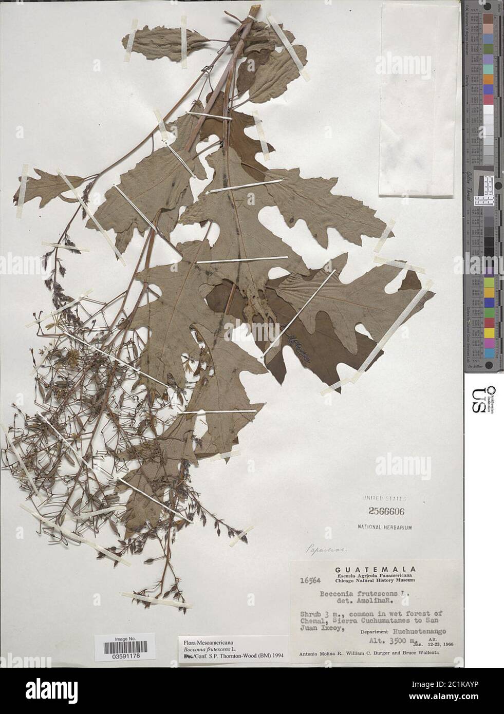 Bocconia frutescens L Bocconia frutescens L Stock Photo - Alamy