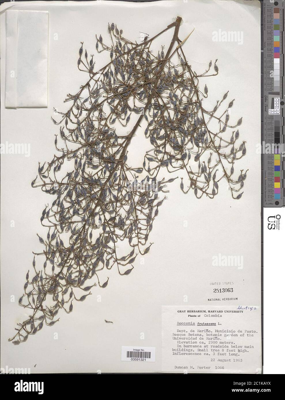 Bocconia frutescens L Bocconia frutescens L Stock Photo - Alamy