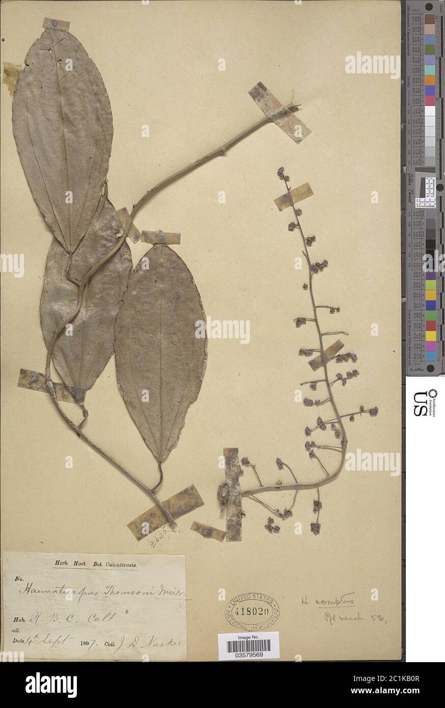 Haematocarpus validus Bakh f Haematocarpus validus Bakh f Stock Photo ...