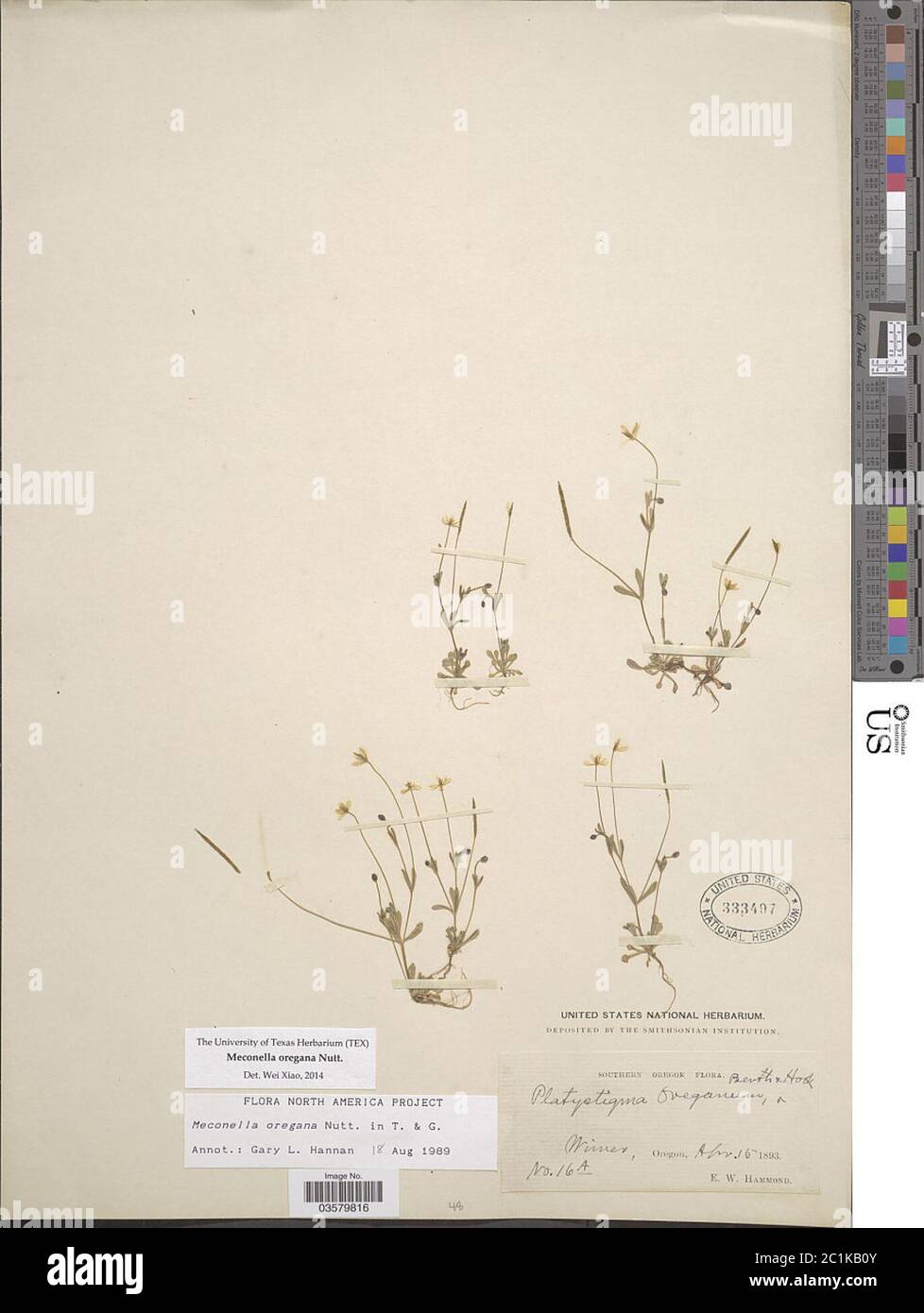 Meconella oregana hi-res stock photography and images - Alamy