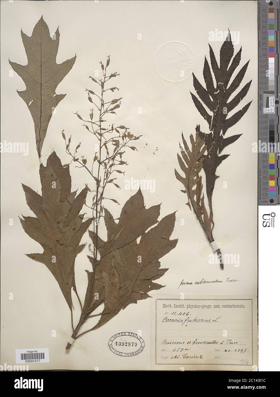 Bocconia frutescens hi-res stock photography and images - Alamy