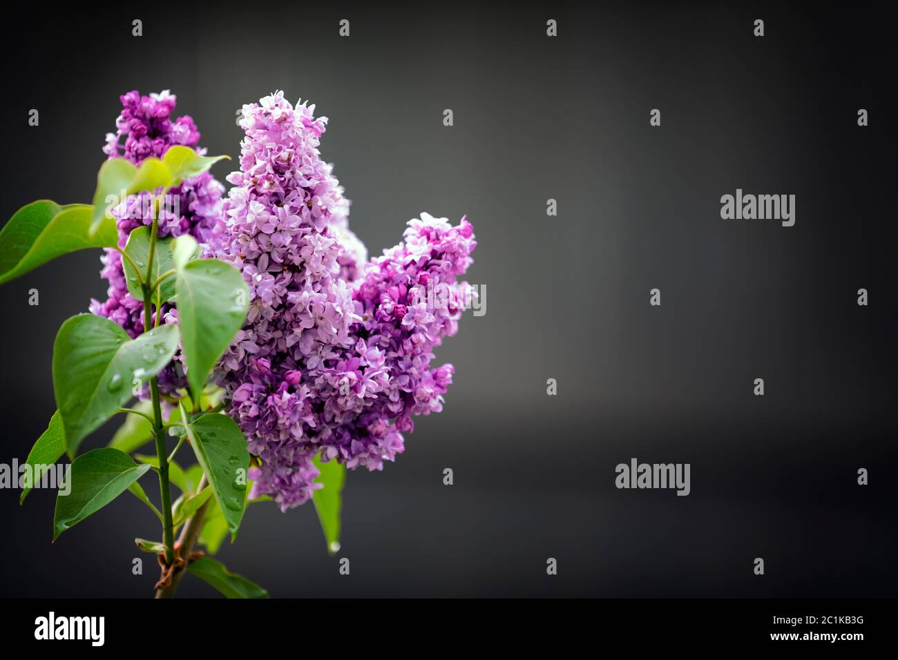 Closeup purple lilac flowers hi-res stock photography and images - Alamy