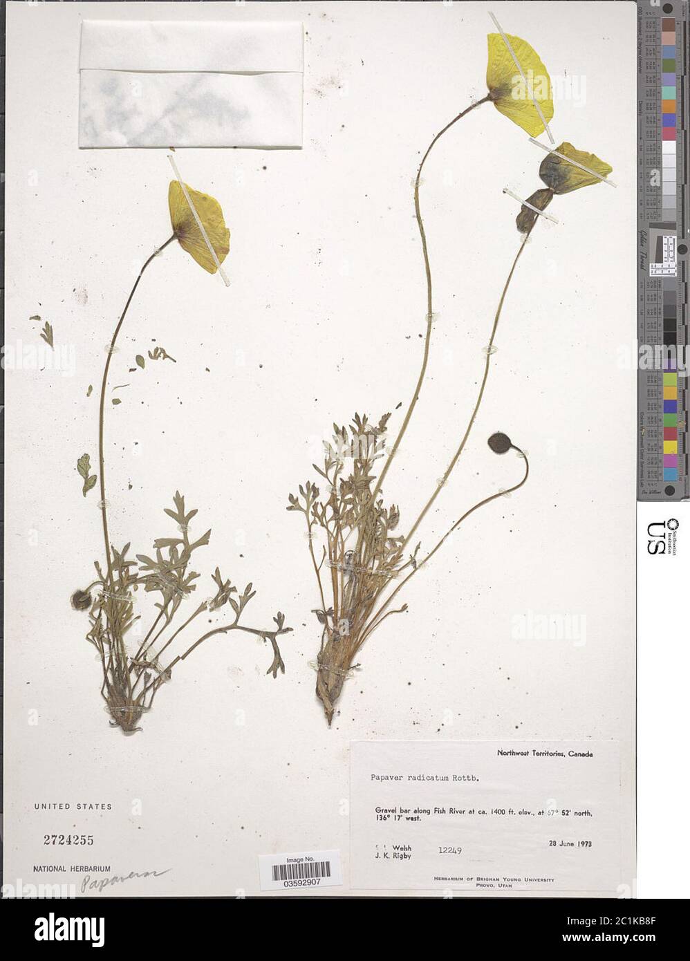 Papaver radicatum rottb hi-res stock photography and images - Alamy
