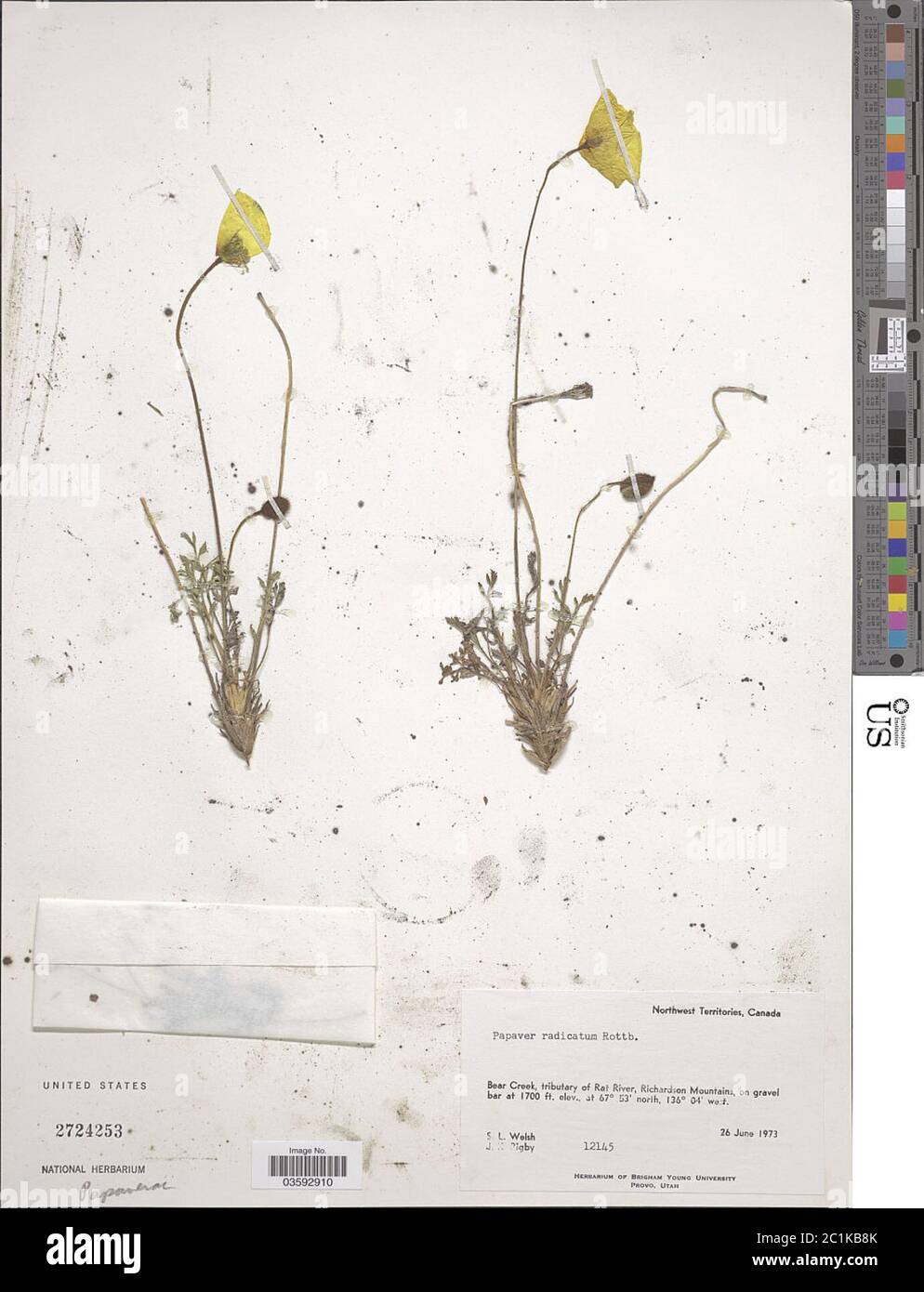 Papaver radicatum rottb hi-res stock photography and images - Alamy