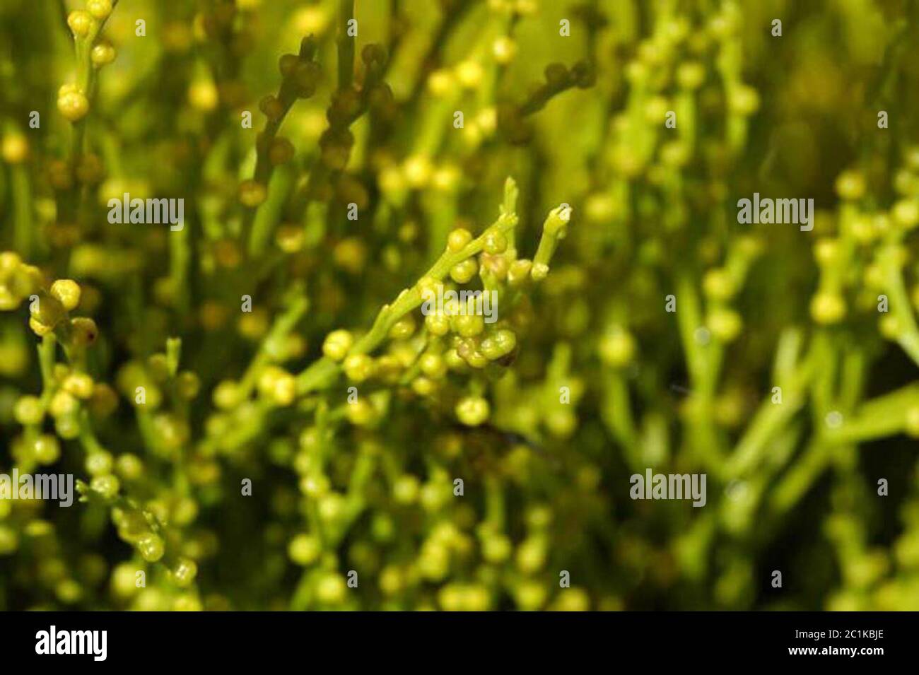 Psilotum nudum hi-res stock photography and images - Alamy