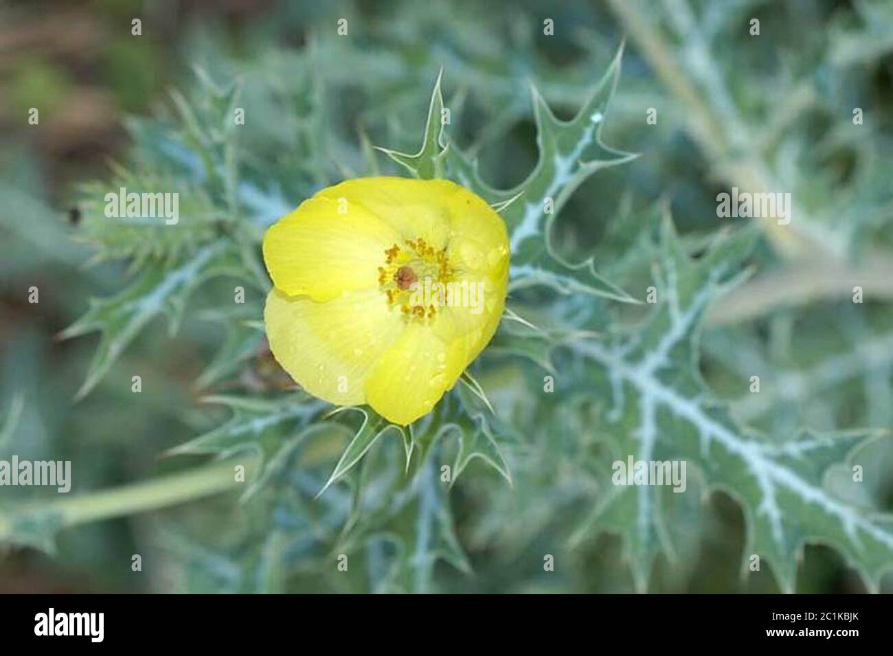 Argemone mexicana l hi-res stock photography and images - Alamy