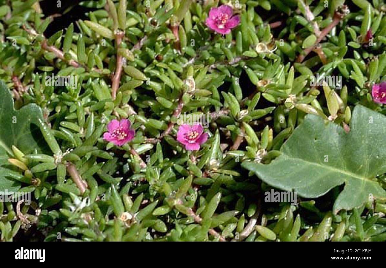 Portulaca3.jpg Portulaca sp Stock Photo - Alamy