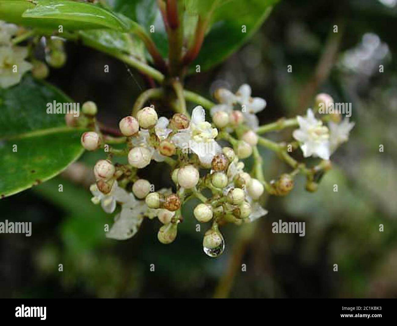 Wagner CP4434.jpg Ilex anomala Hook Arn Stock Photo - Alamy