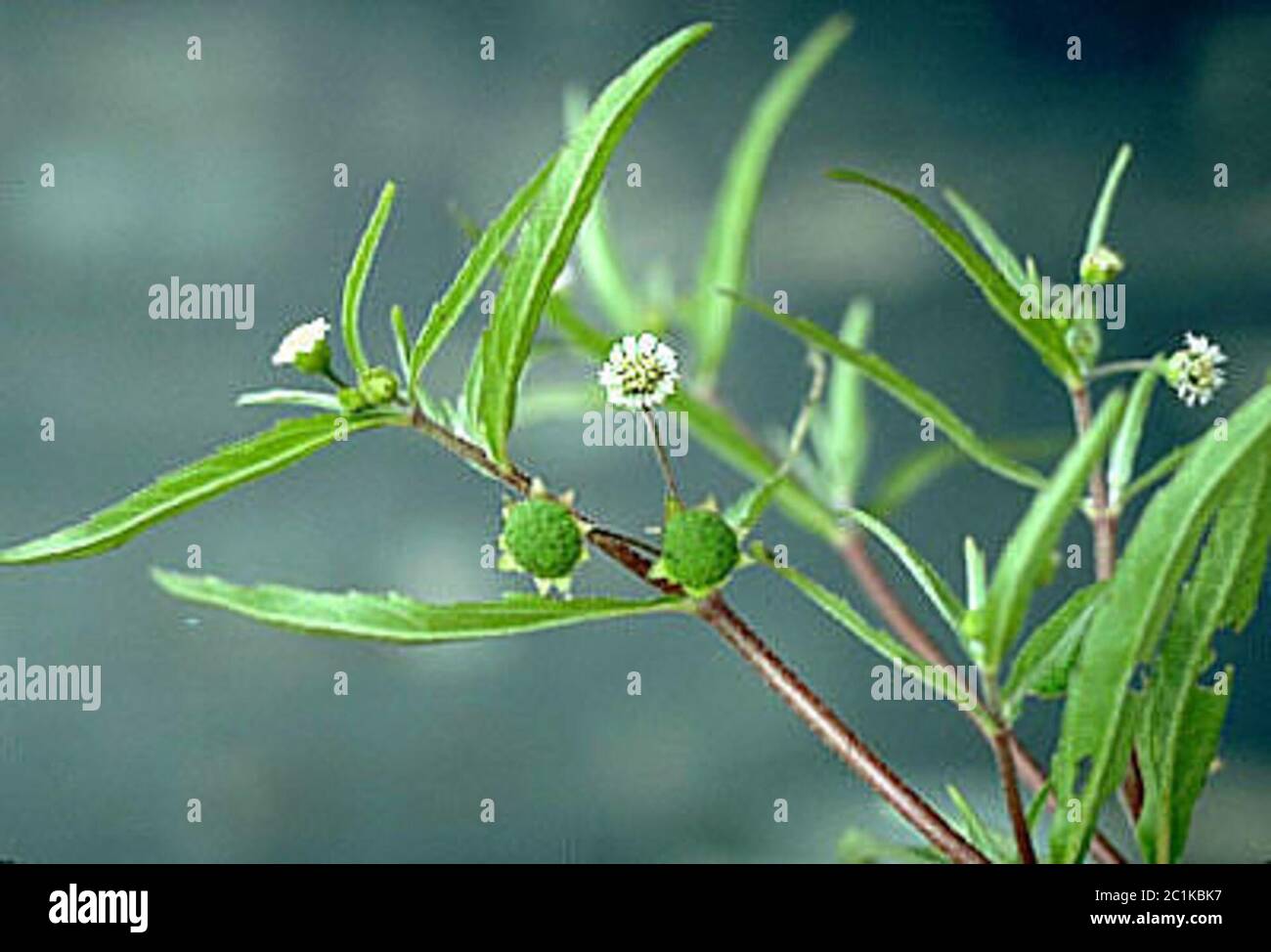 Ecliptaprostrata1.jpg Eclipta prostrata L L Stock Photo - Alamy