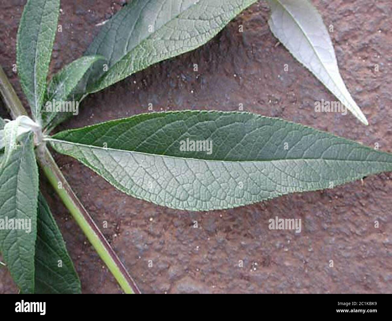 Wagner CP4486.jpg Buddleja davidii Franch Stock Photo - Alamy