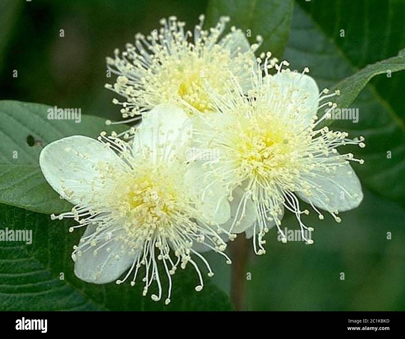 Jiminez hi-res stock photography and images - Alamy