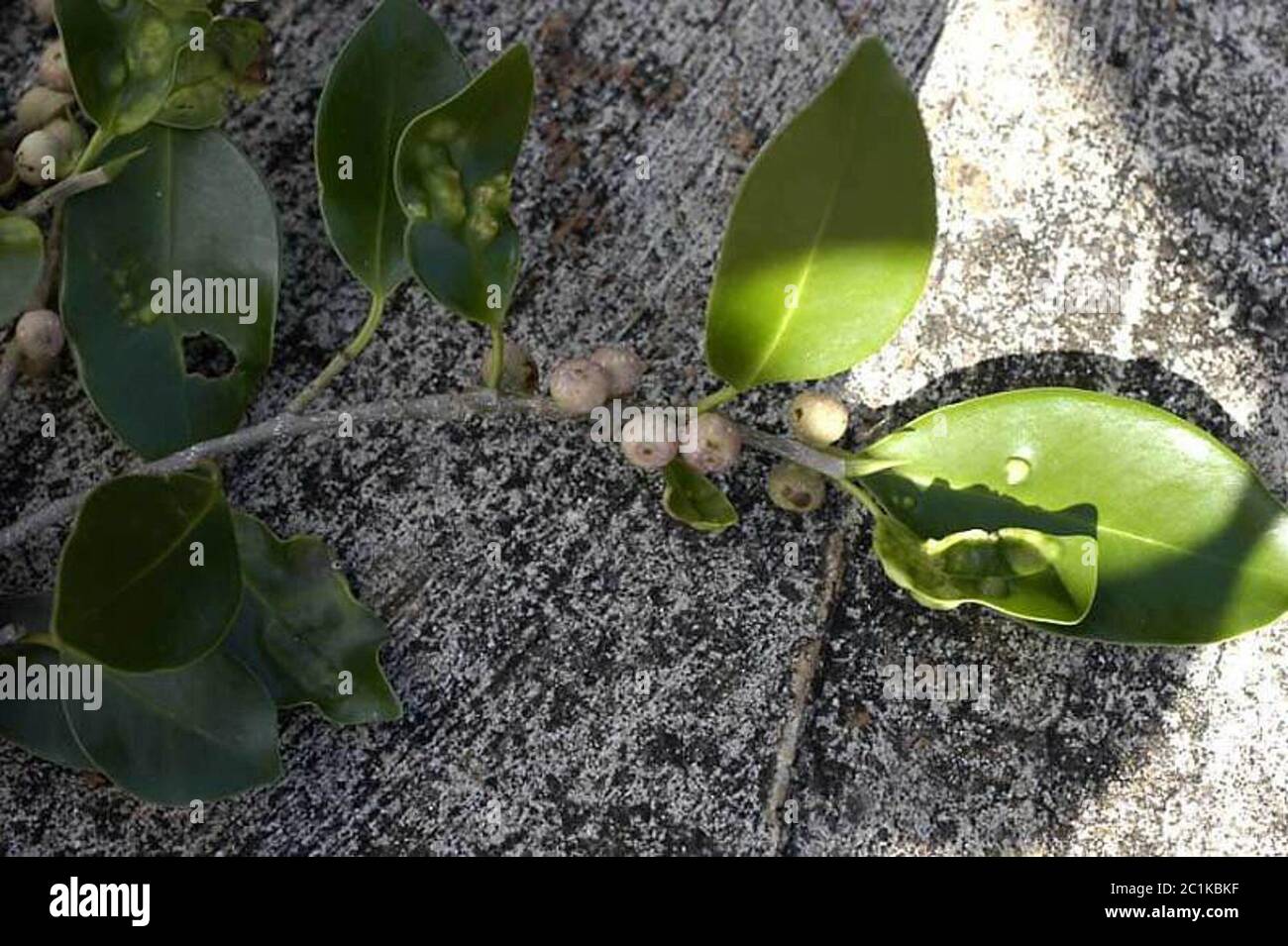 Wagner D0611.jpg Ficus microcarpa L f Stock Photo - Alamy