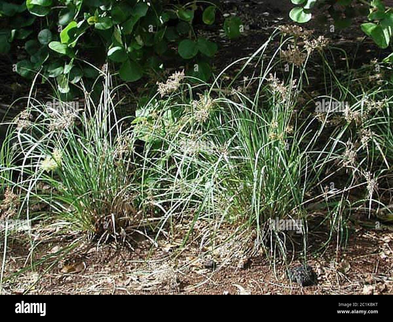 Wagner CP4524.jpg Cyperus javanicus Houtt Stock Photo - Alamy