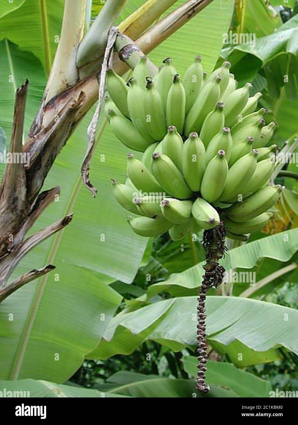 Musa x paradisiaca hi-res stock photography and images - Alamy