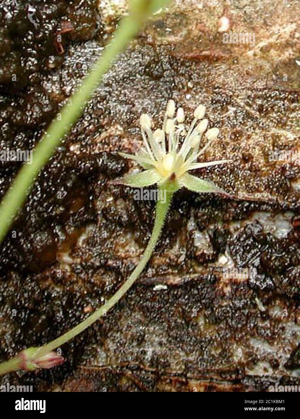 Schiedea hi-res stock photography and images - Alamy