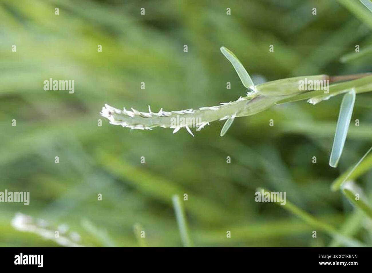 Walter wagner hi-res stock photography and images - Alamy