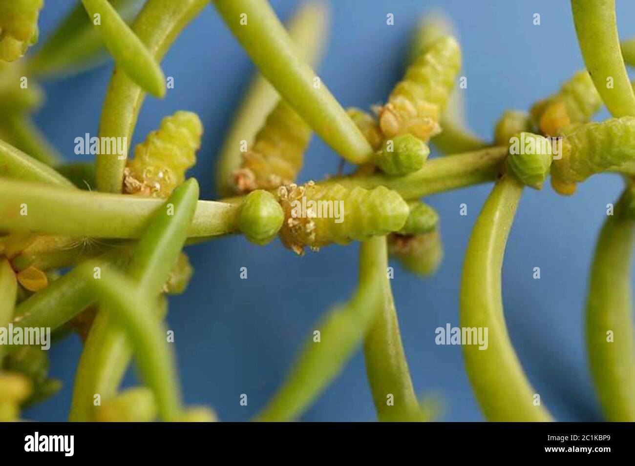 Batis maritima hi-res stock photography and images - Alamy
