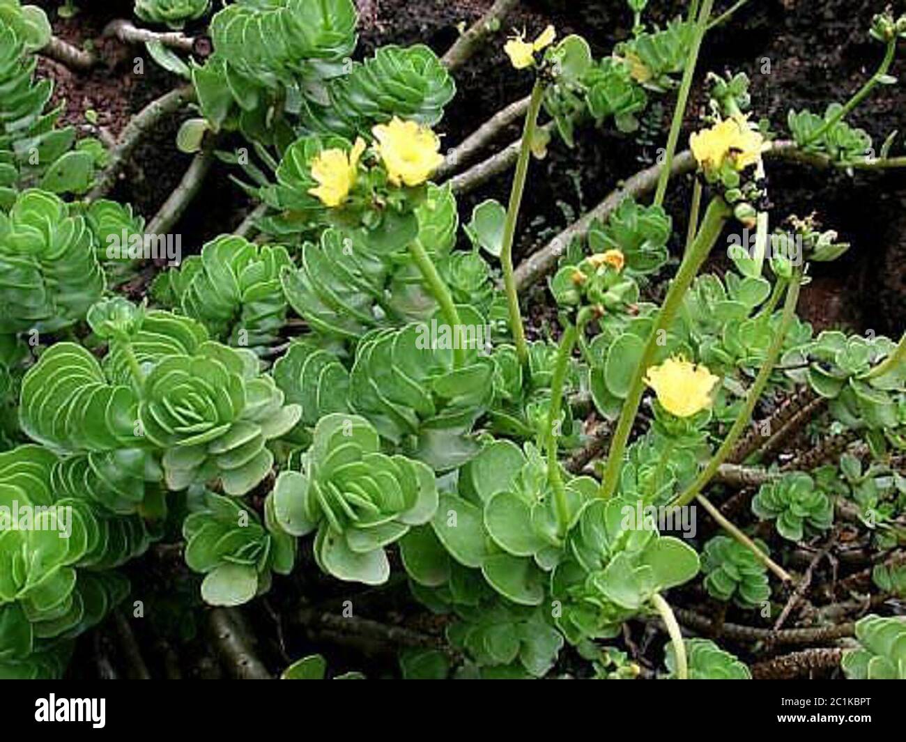 Portulacamolokiniensis5.jpg Portulaca molokiniensis Hobdy Stock Photo ...
