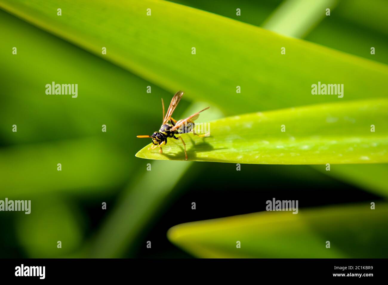wasp on a leaf, plant Stock Photo - Alamy