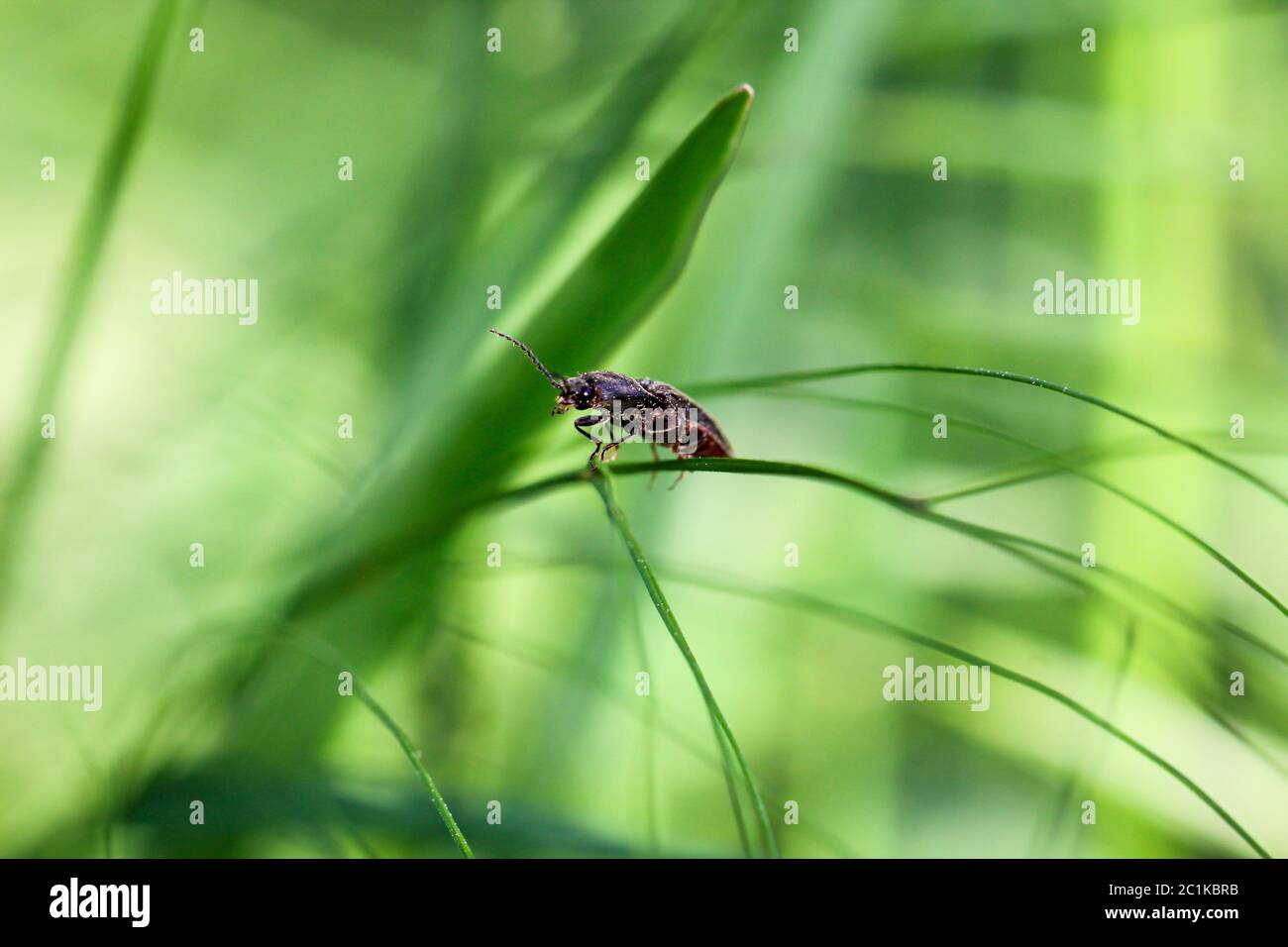 Beatle leaf hi-res stock photography and images - Alamy