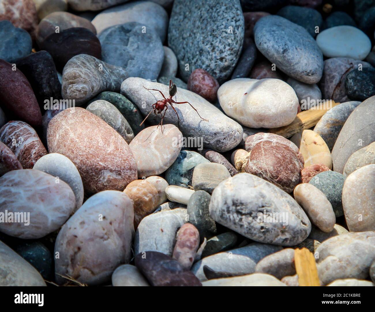 Ant milk hi-res stock photography and images - Alamy